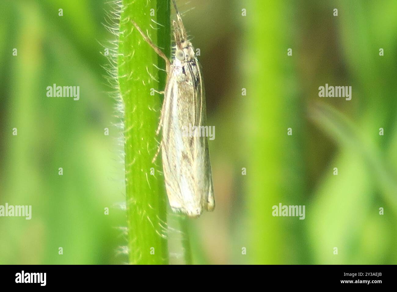 Hook-streaked Grass-veneer (Crambus lathoniellus) Insecta Stock Photo ...