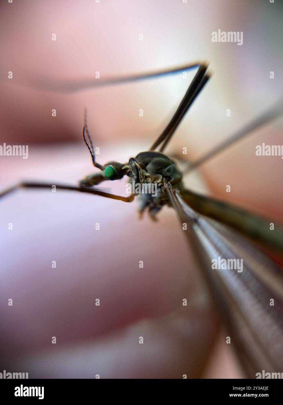 European Crane Fly (Tipula paludosa) Insecta Stock Photo - Alamy