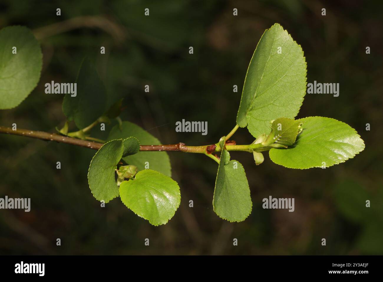 Italian alder (Alnus cordata) Plantae Stock Photo - Alamy