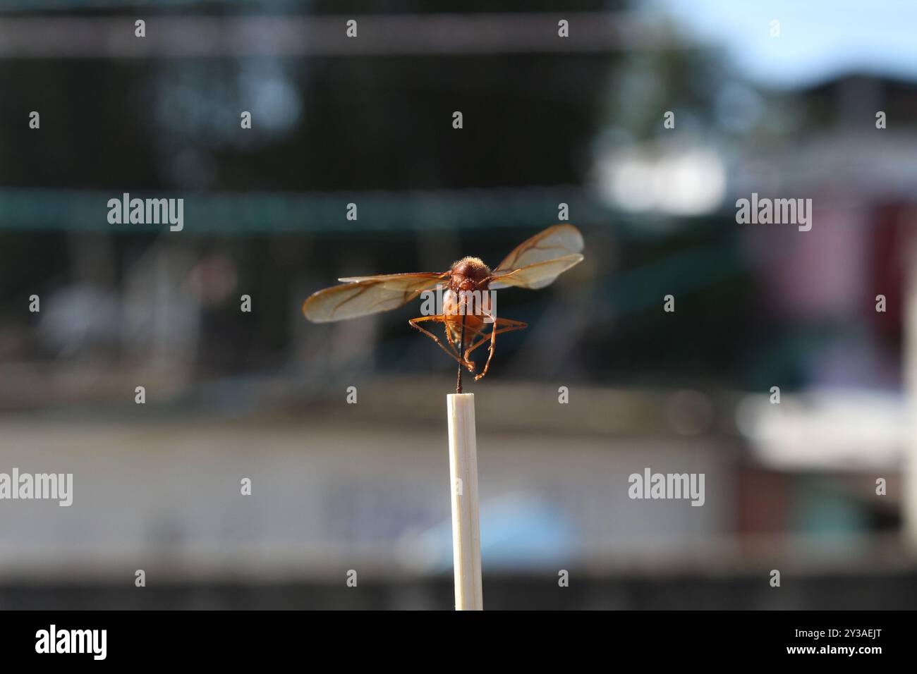 Atta Leaf-cutter Ants (Atta) Insecta Stock Photo - Alamy