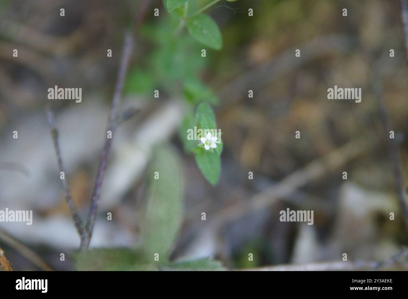 Three-nerved Sandwort (Moehringia trinervia) Plantae Stock Photo - Alamy