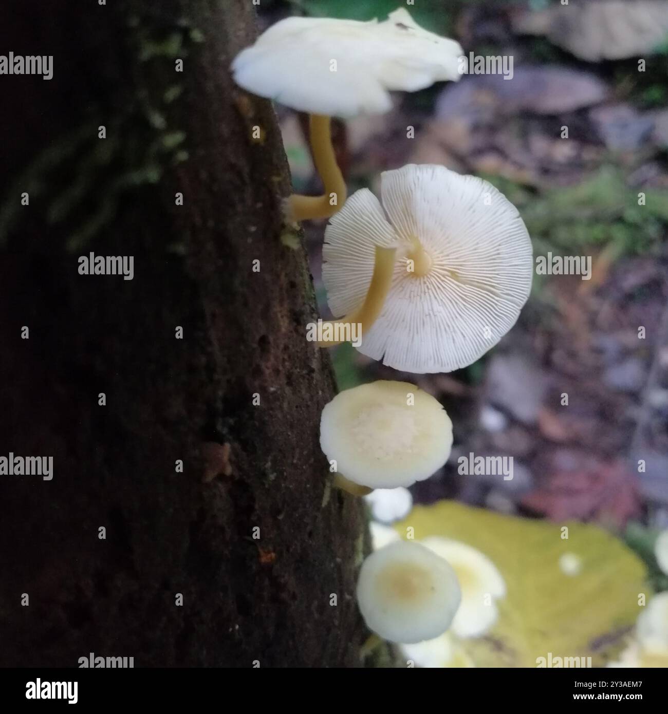 (Tricholomopsis aurea) Fungi Stock Photo - Alamy