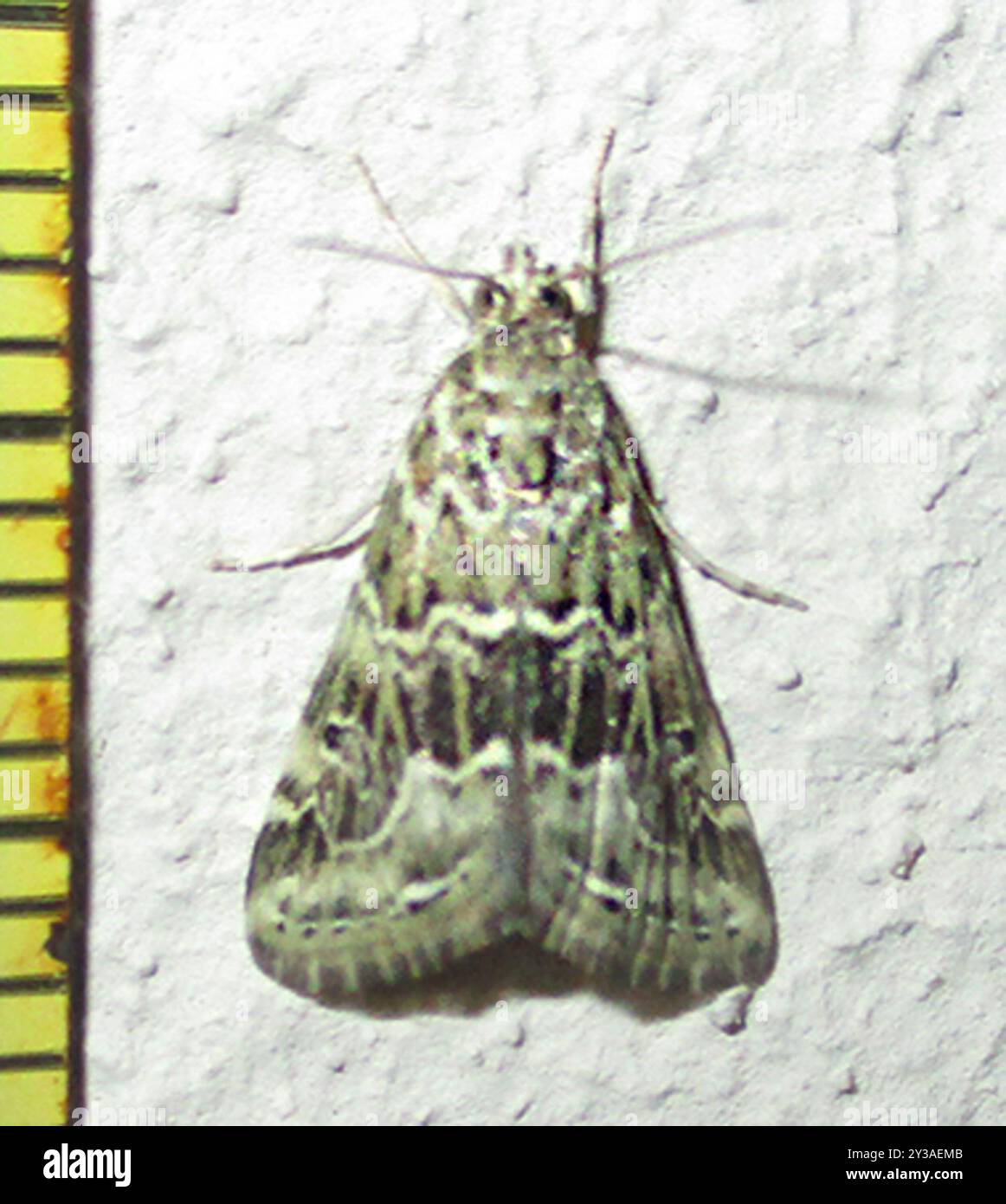 Old World Webworm (Hellula undalis) Insecta Stock Photo - Alamy