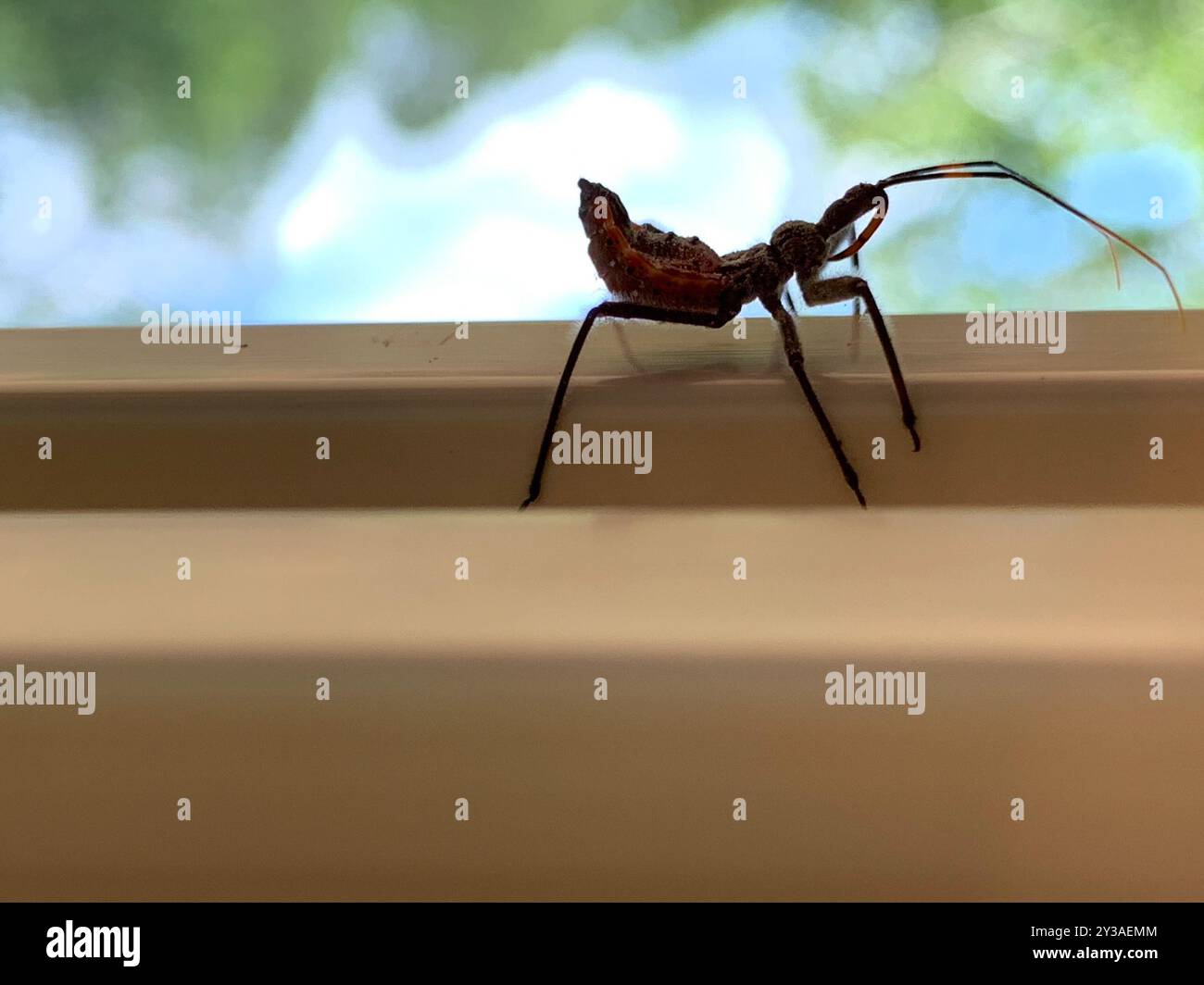 North American Wheel Bug (Arilus cristatus) Insecta Stock Photo - Alamy