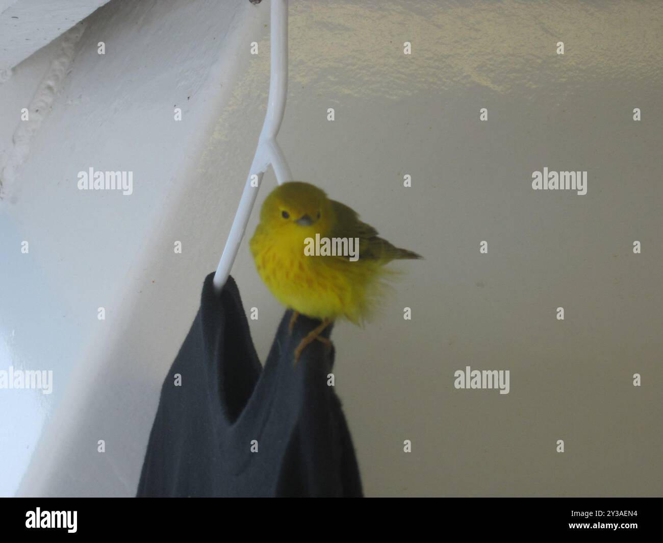 Yellow Warbler (Setophaga petechia) Aves Stock Photo - Alamy