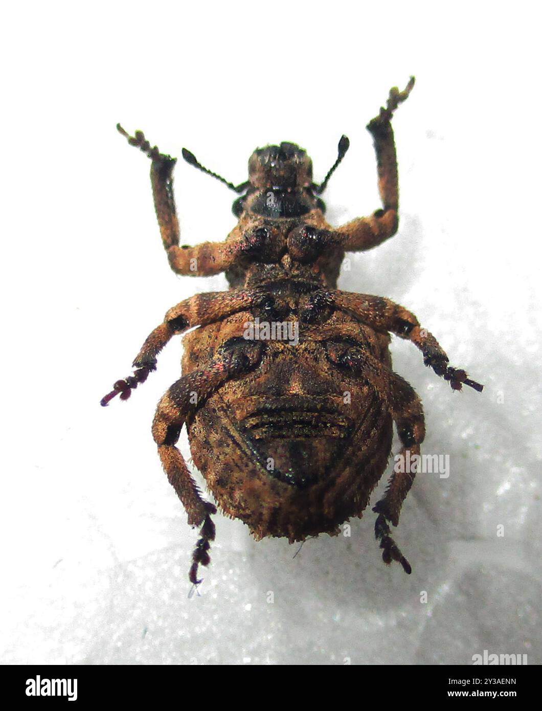 True Weevils (Curculionidae) Insecta Stock Photo - Alamy