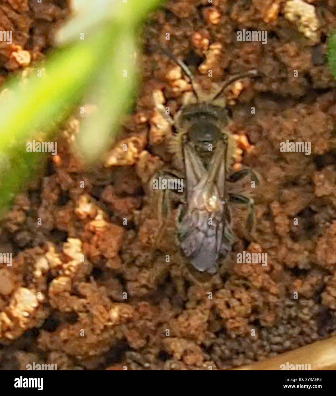 Mining Bees (Andrena) Insecta Stock Photo - Alamy