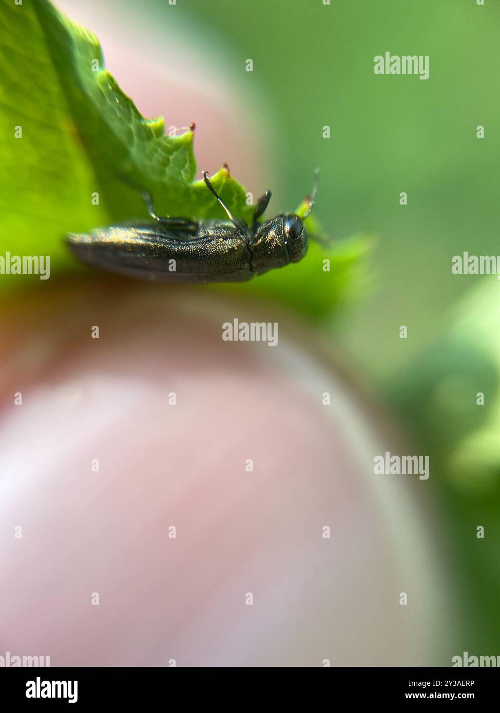 Rose Stem Girdler (Agrilus cuprescens) Insecta Stock Photo - Alamy