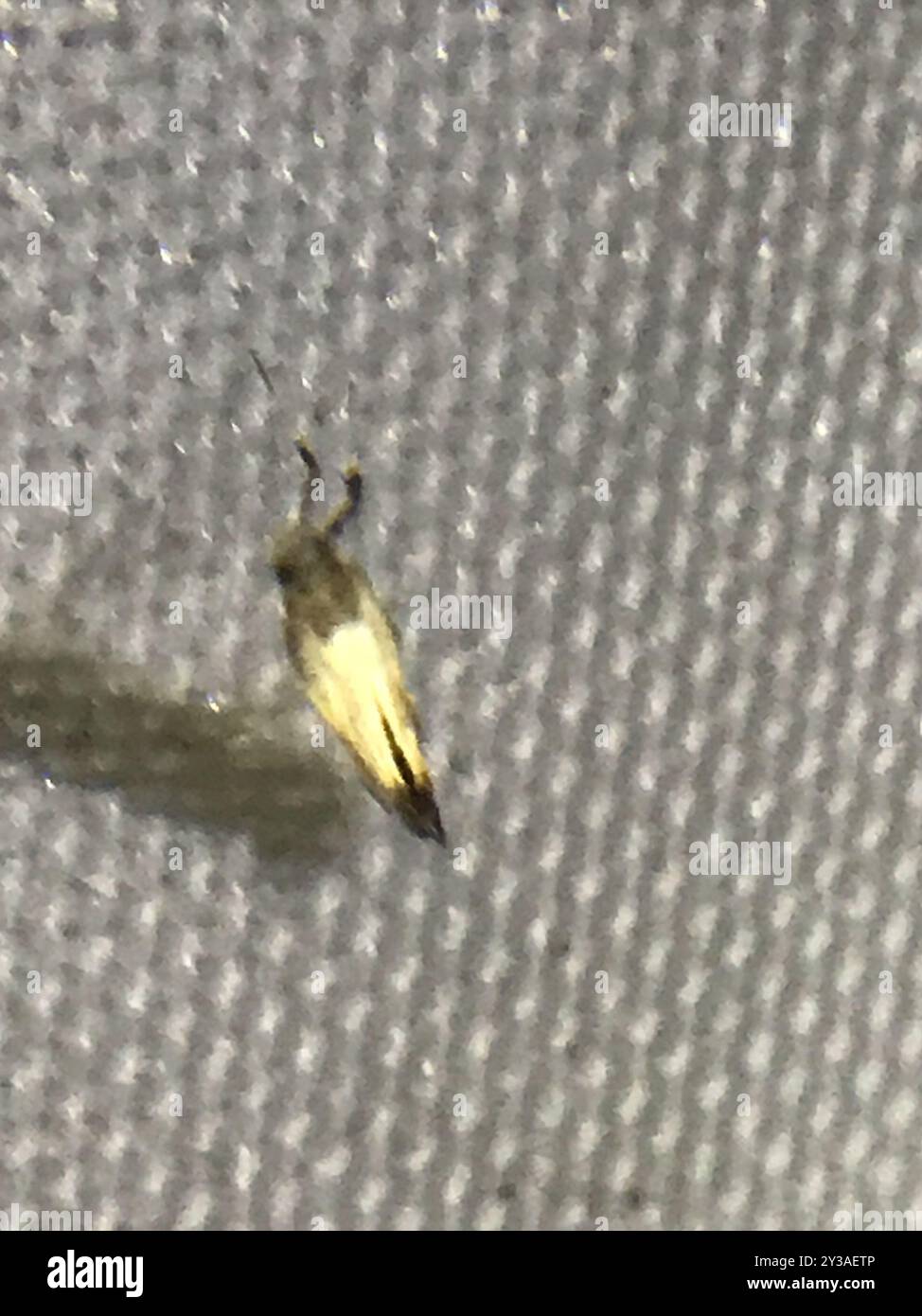 Biting Midges (Ceratopogonidae) Insecta Stock Photo - Alamy