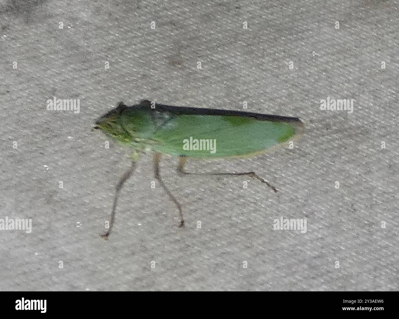 Waterlettuce Leafhopper (Draeculacephala inscripta) Insecta Stock Photo ...