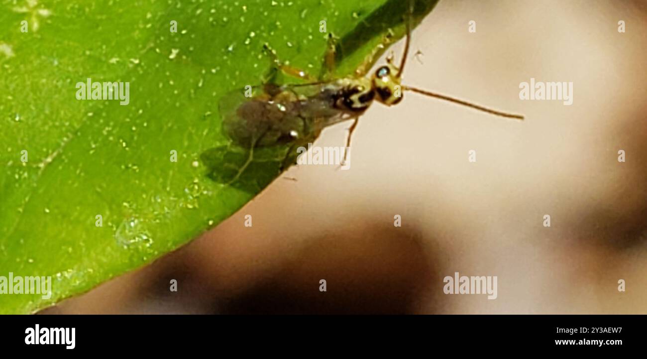 Sawflies, Horntails, and Wood Wasps (Symphyta) Insecta Stock Photo - Alamy