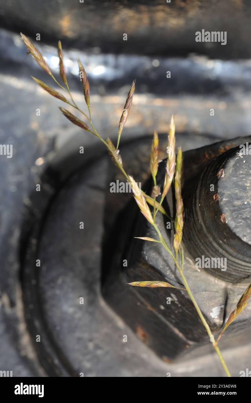 red fescue (Festuca rubra) Plantae Stock Photo - Alamy