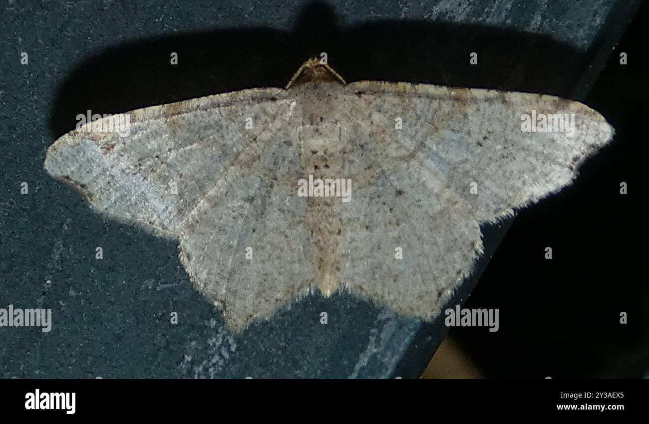 Red-headed Inchworm Moth (Macaria bisignata) Insecta Stock Photo - Alamy