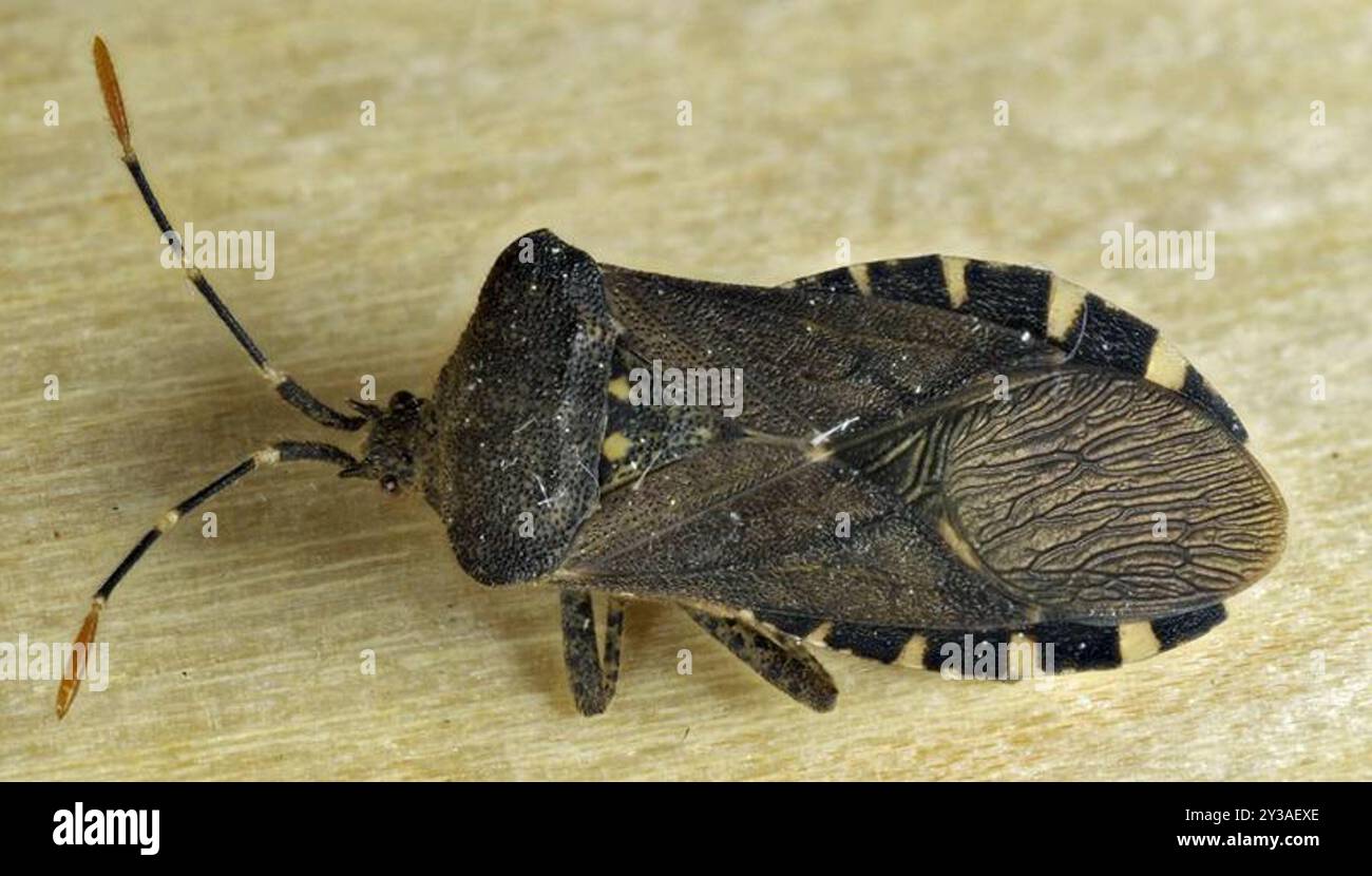Horned Squash Bug (Anasa armigera) Insecta Stock Photo - Alamy