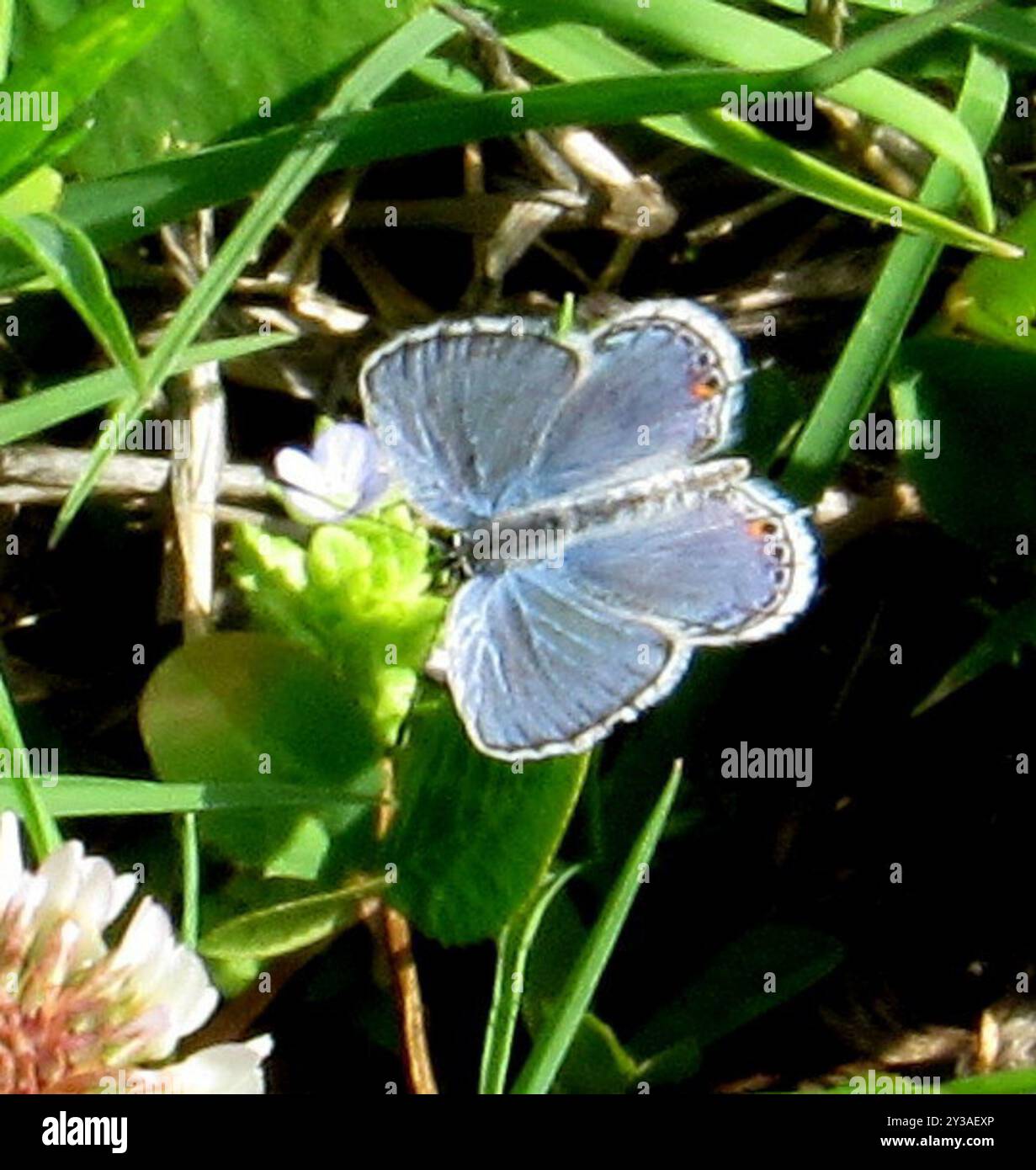 Eastern Tailed-Blue (Cupido comyntas) Insecta Stock Photo - Alamy