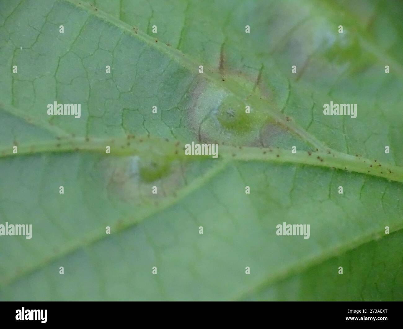 Witch-hazel Cone Gall Aphid (Hormaphis hamamelidis) Insecta Stock Photo ...