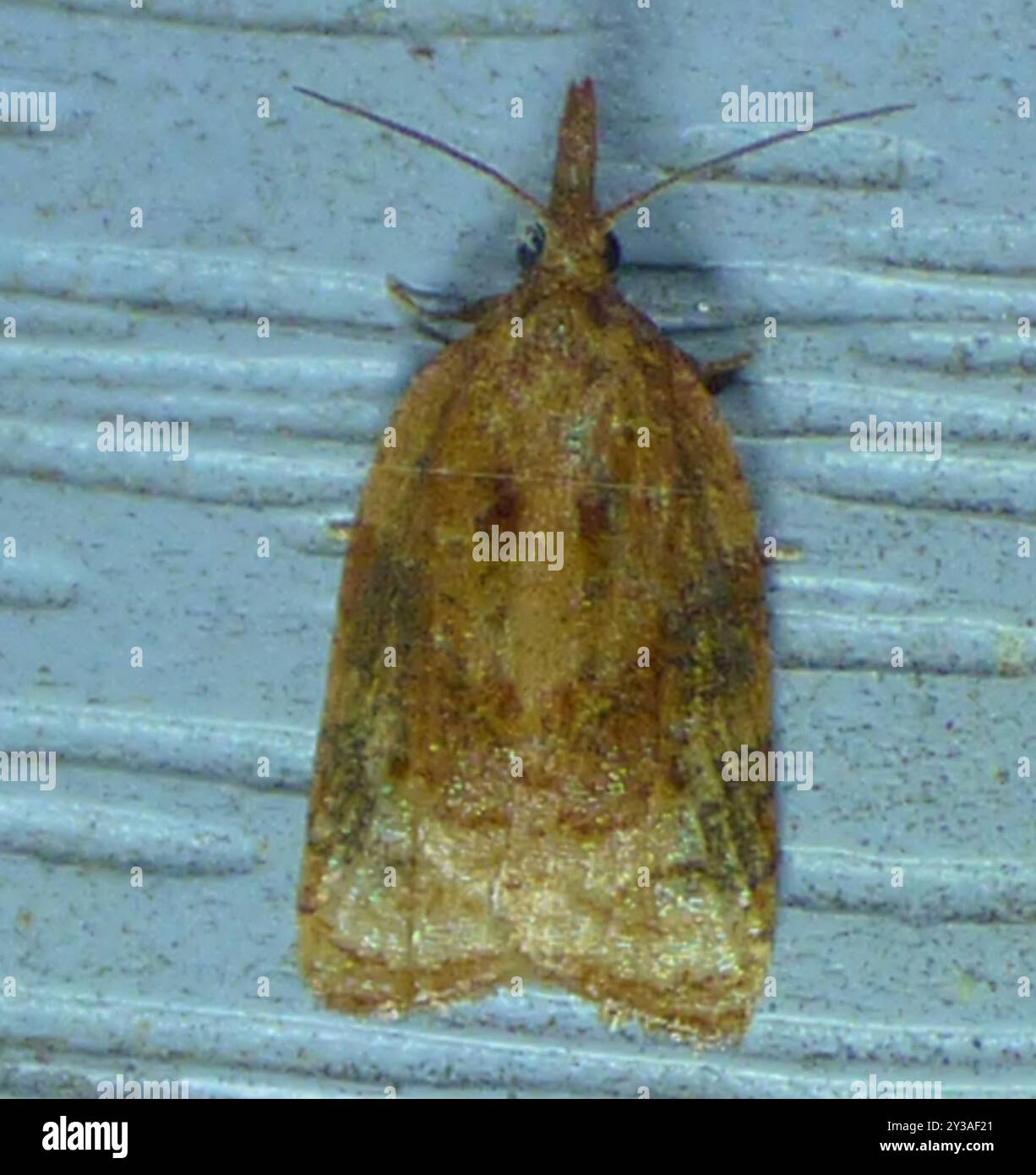 Black-shaded Platynota Moth (Platynota flavedana) Insecta Stock Photo ...