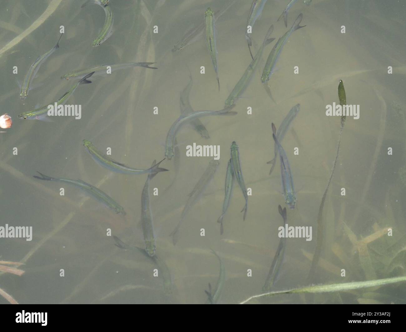 Sharpbelly (Hemiculter leucisculus) Actinopterygii Stock Photo - Alamy