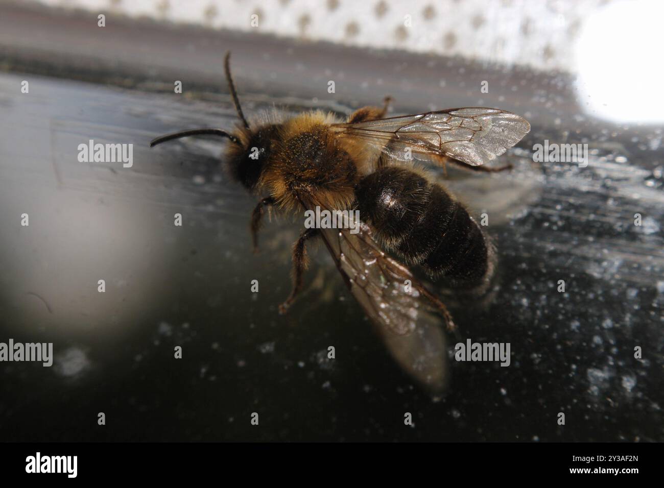Mining Bees (Andrena) Insecta Stock Photo - Alamy