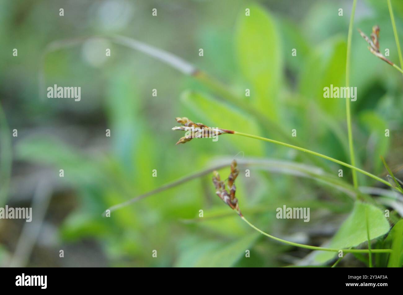 Bird's-foot Sedge (Carex ornithopoda) Plantae Stock Photo - Alamy