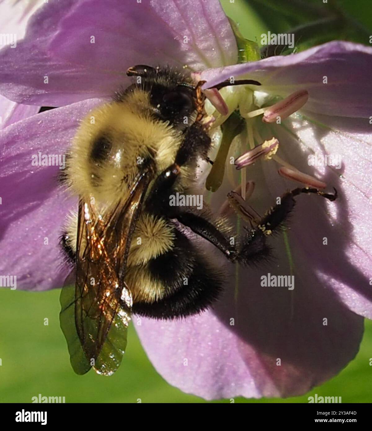 Two-spotted Bumble Bee (Bombus bimaculatus) Insecta Stock Photo - Alamy