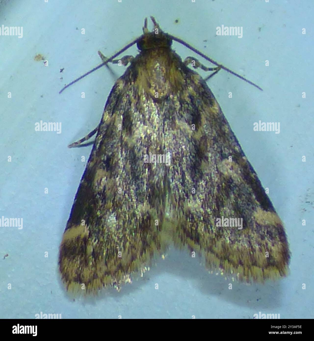 Stored grain moth (Aglossa caprealis) Insecta Stock Photo - Alamy