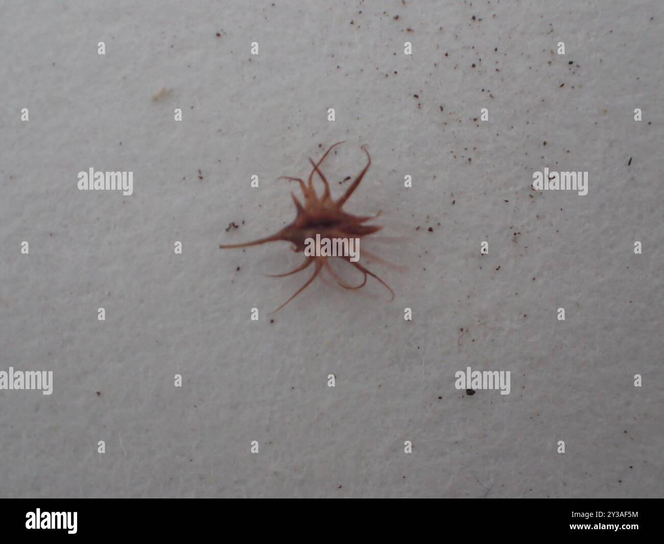 golden dock (Rumex fueginus) Plantae Stock Photo - Alamy