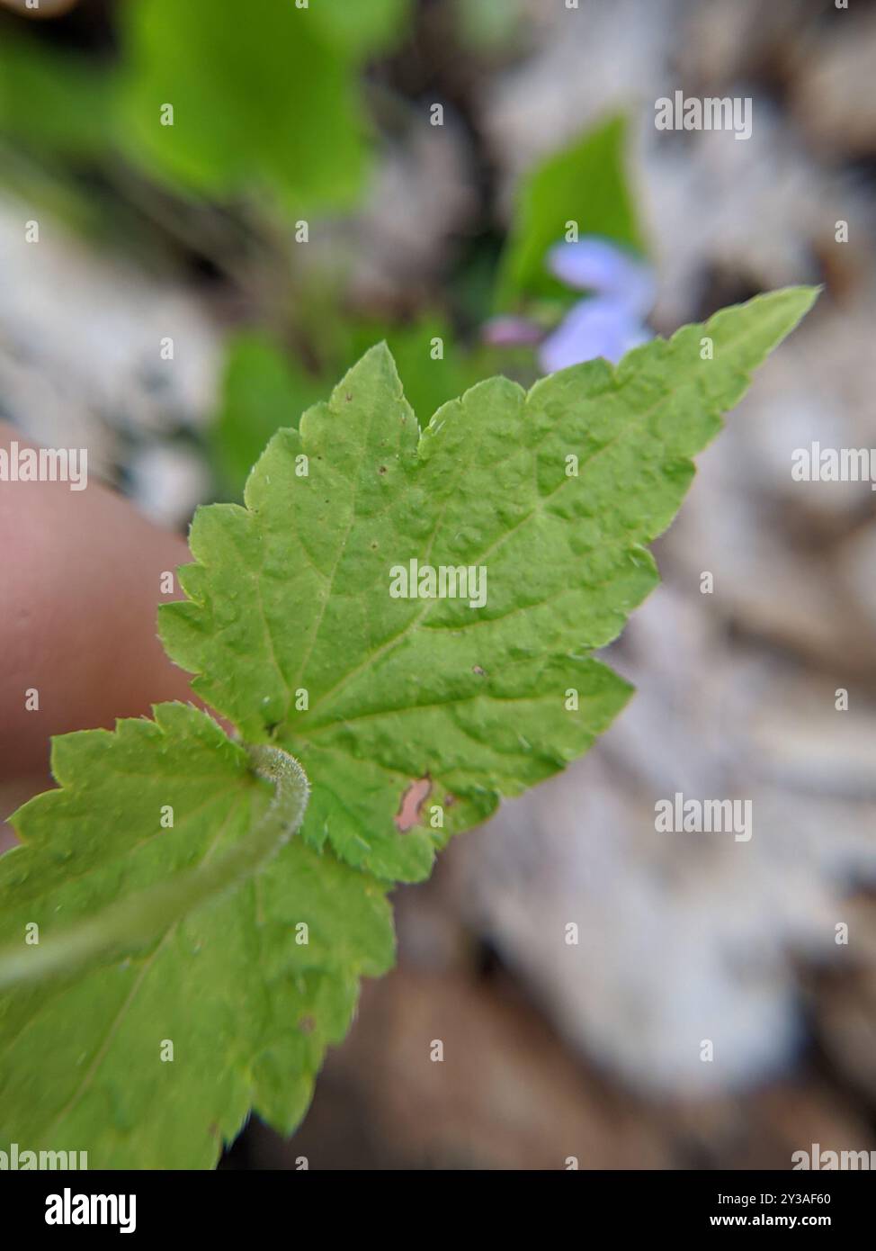 twoleaf miterwort (Mitella diphylla) Plantae Stock Photo - Alamy
