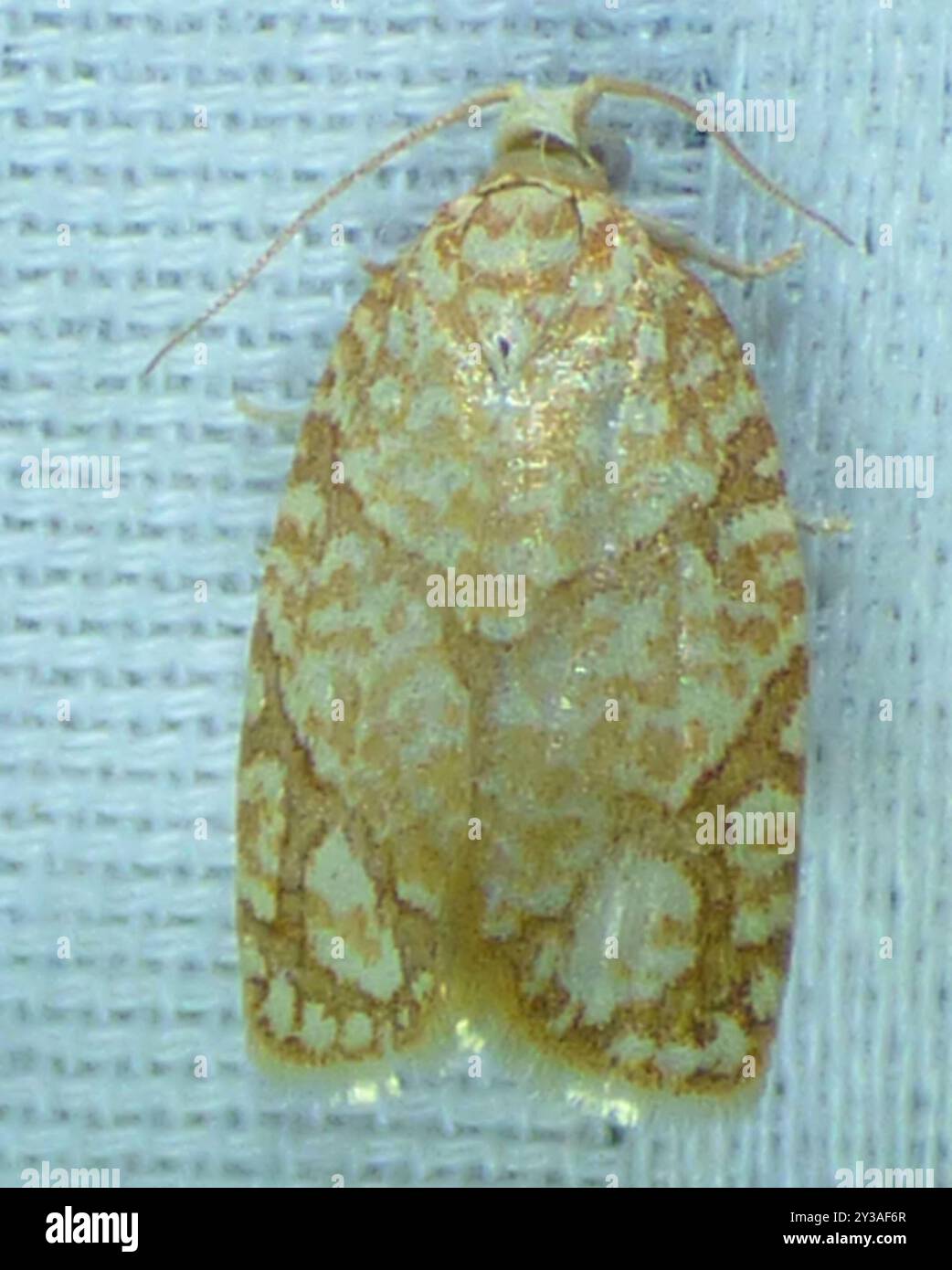 Yellow-winged Oak Leafroller Moth (Argyrotaenia quercifoliana) Insecta ...