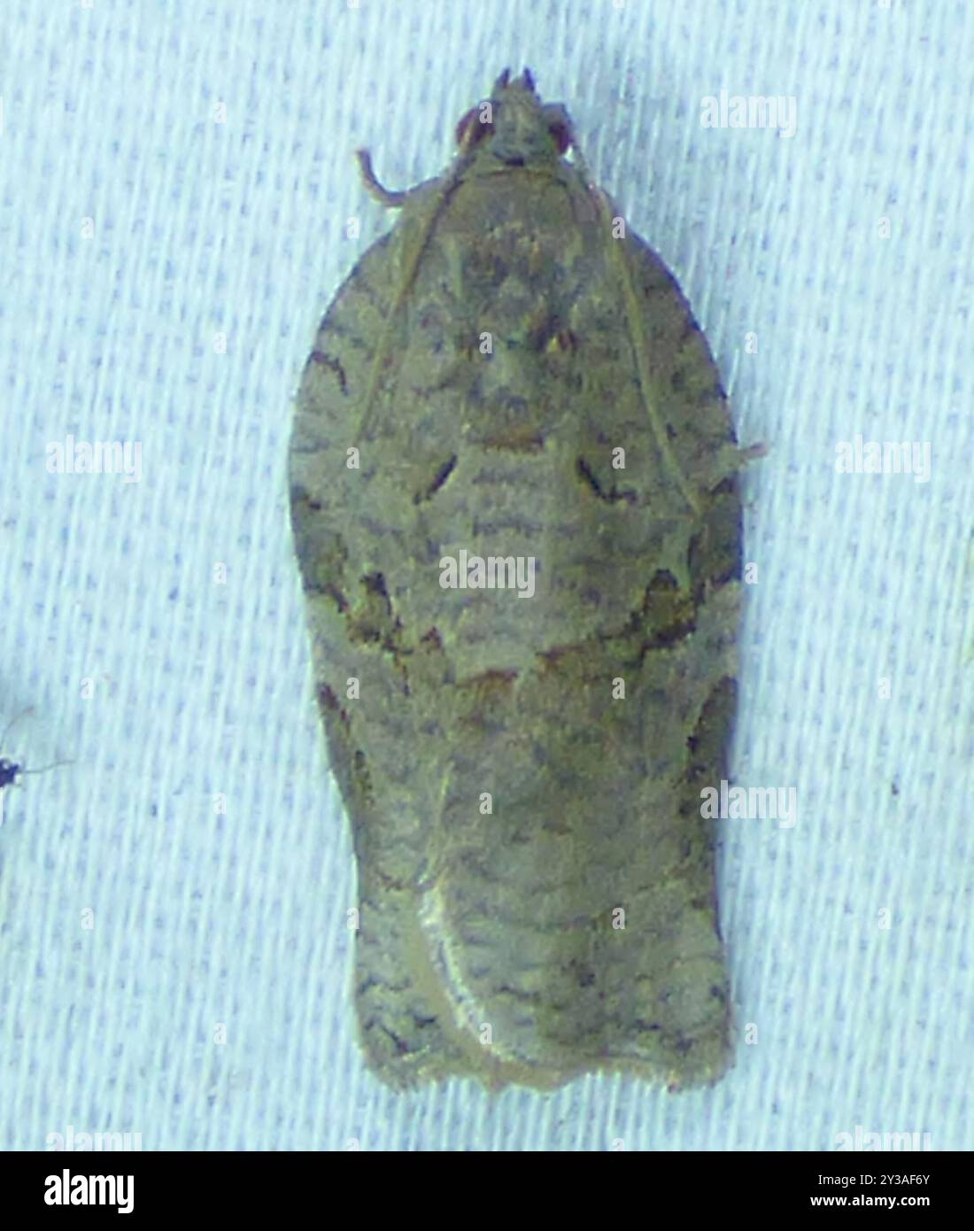 Gray Archips Moth (Archips grisea) Insecta Stock Photo - Alamy