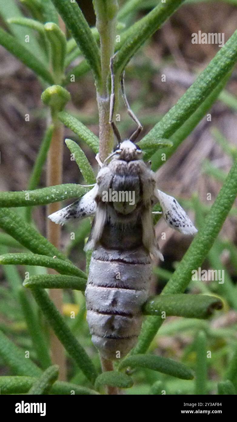 Dotted Border Moth (Agriopis marginaria) Insecta Stock Photo - Alamy