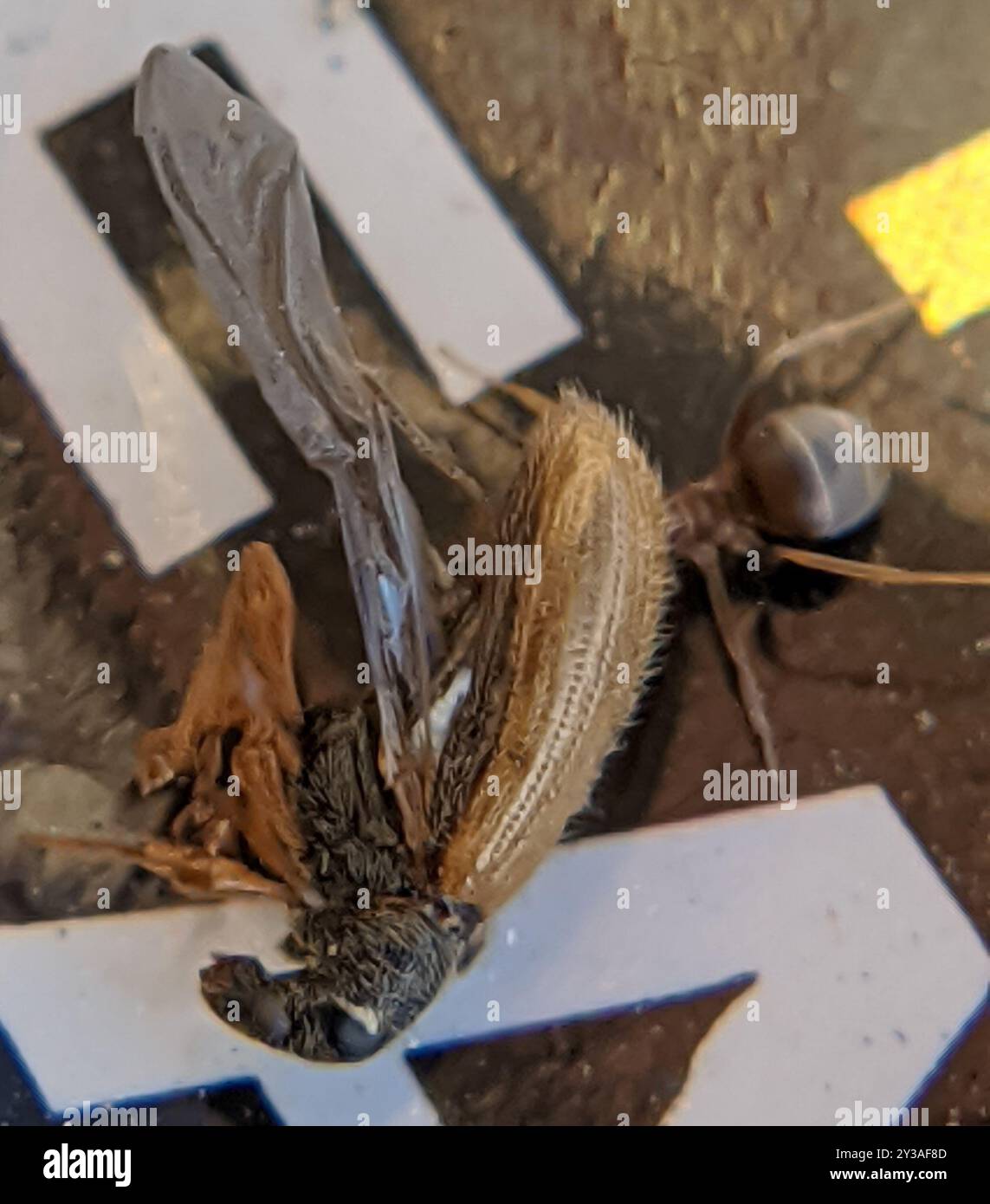 Brown Leaf Weevil (Phyllobius oblongus) Insecta Stock Photo - Alamy