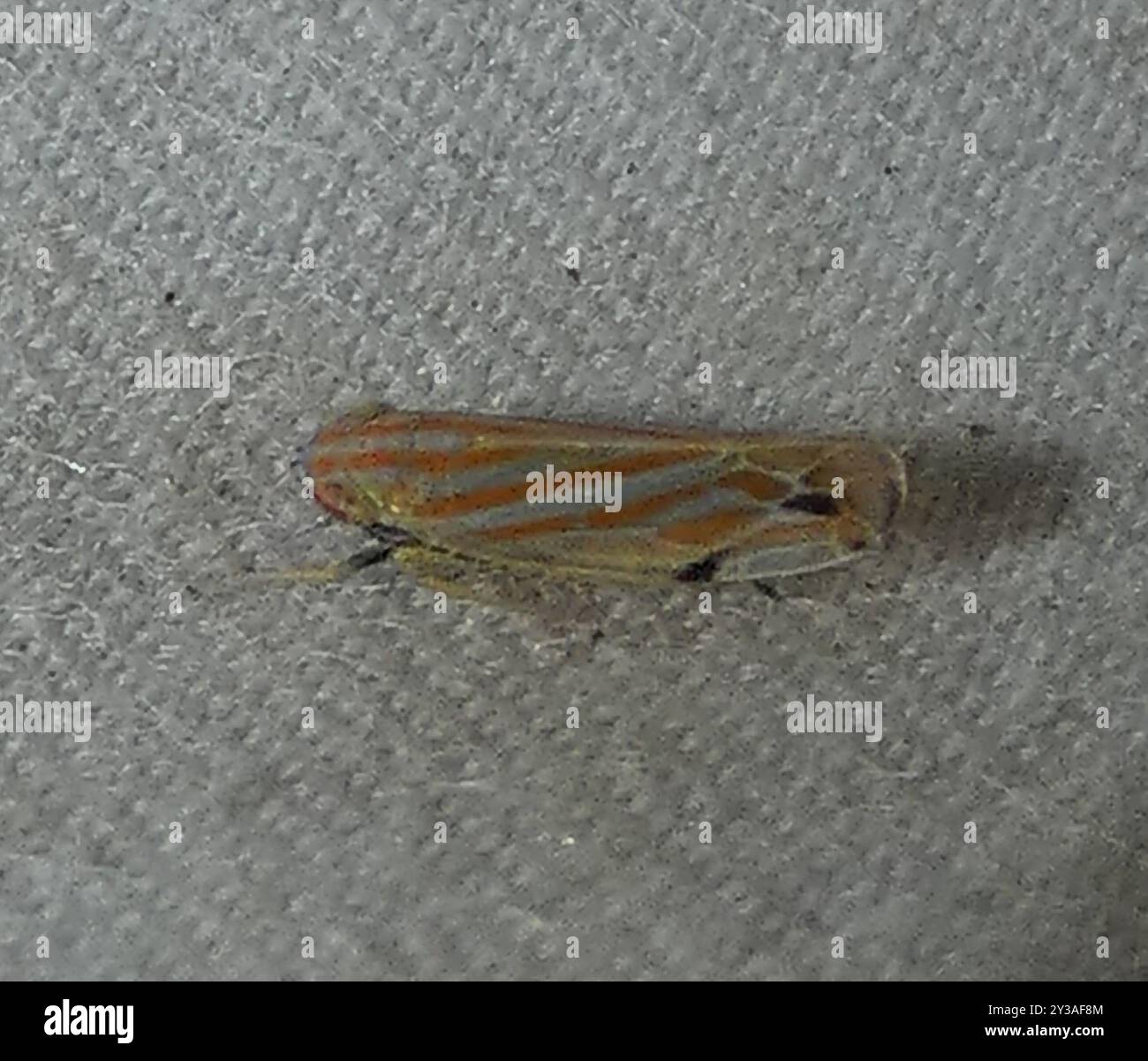 (Deltanus texanus) Insecta Stock Photo - Alamy
