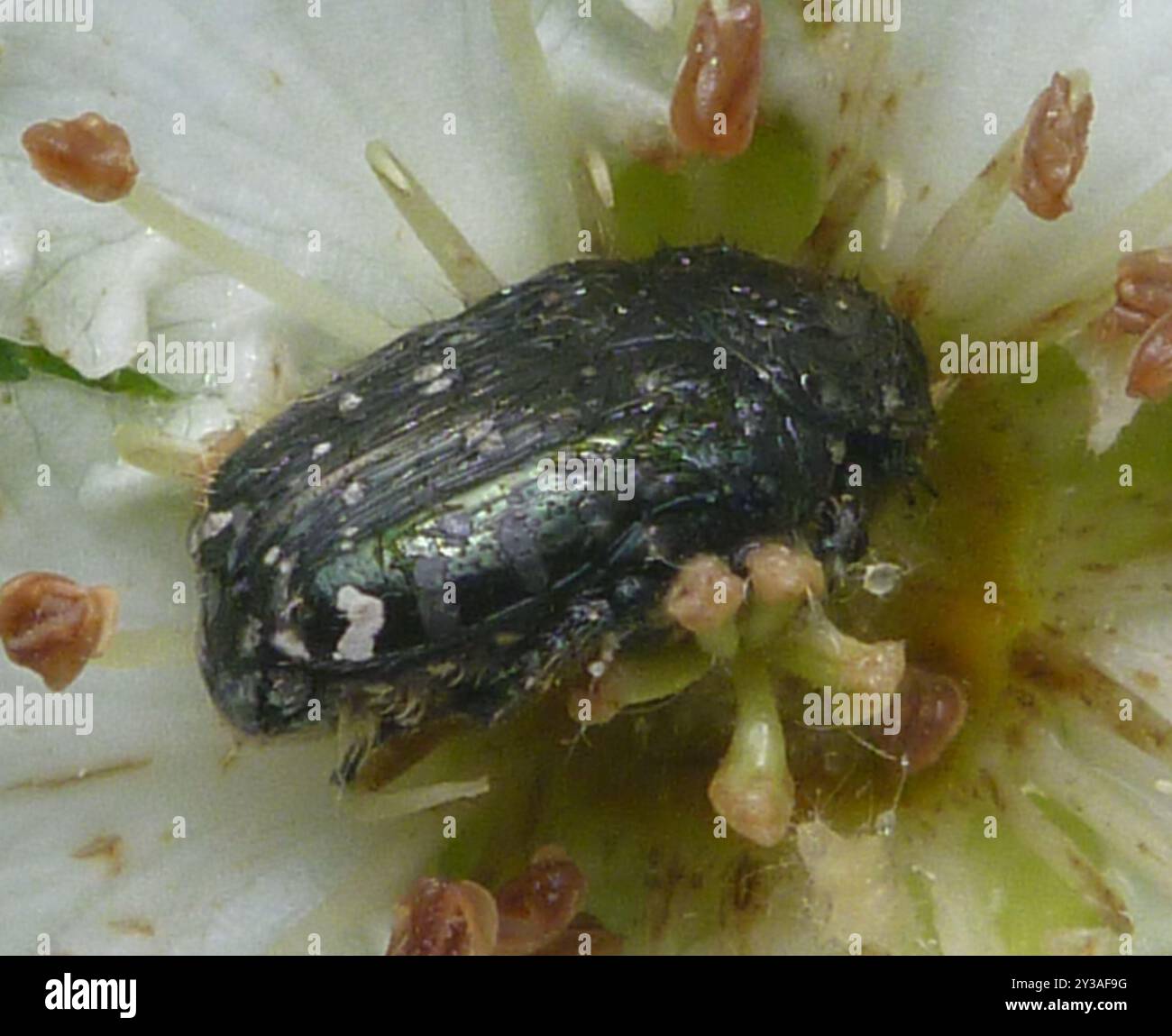 Mediterranean Spotted Chafer (Oxythyrea funesta) Insecta Stock Photo ...