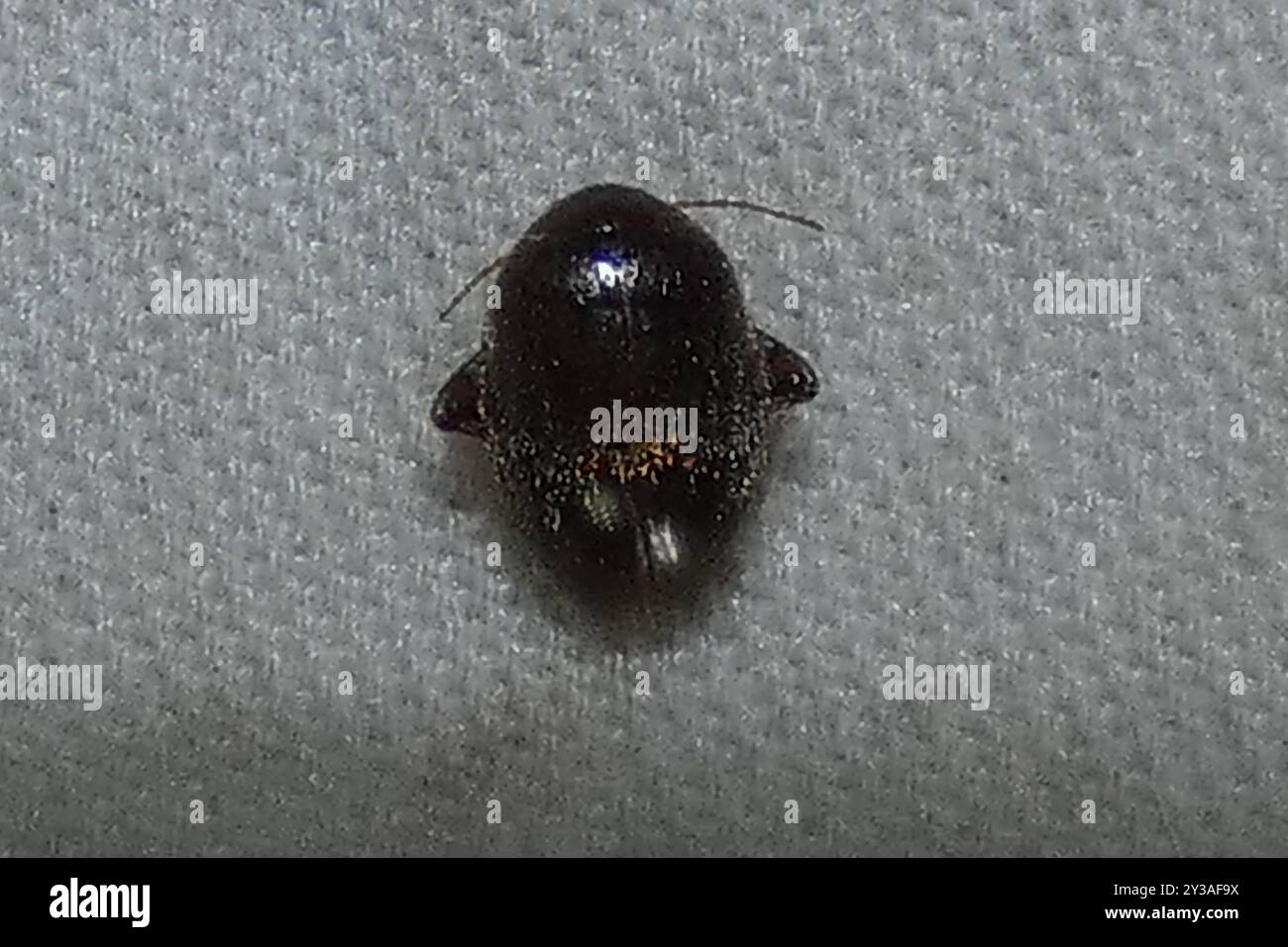 Red-legged Marsh Beetle (Scirtes tibialis) Insecta Stock Photo - Alamy