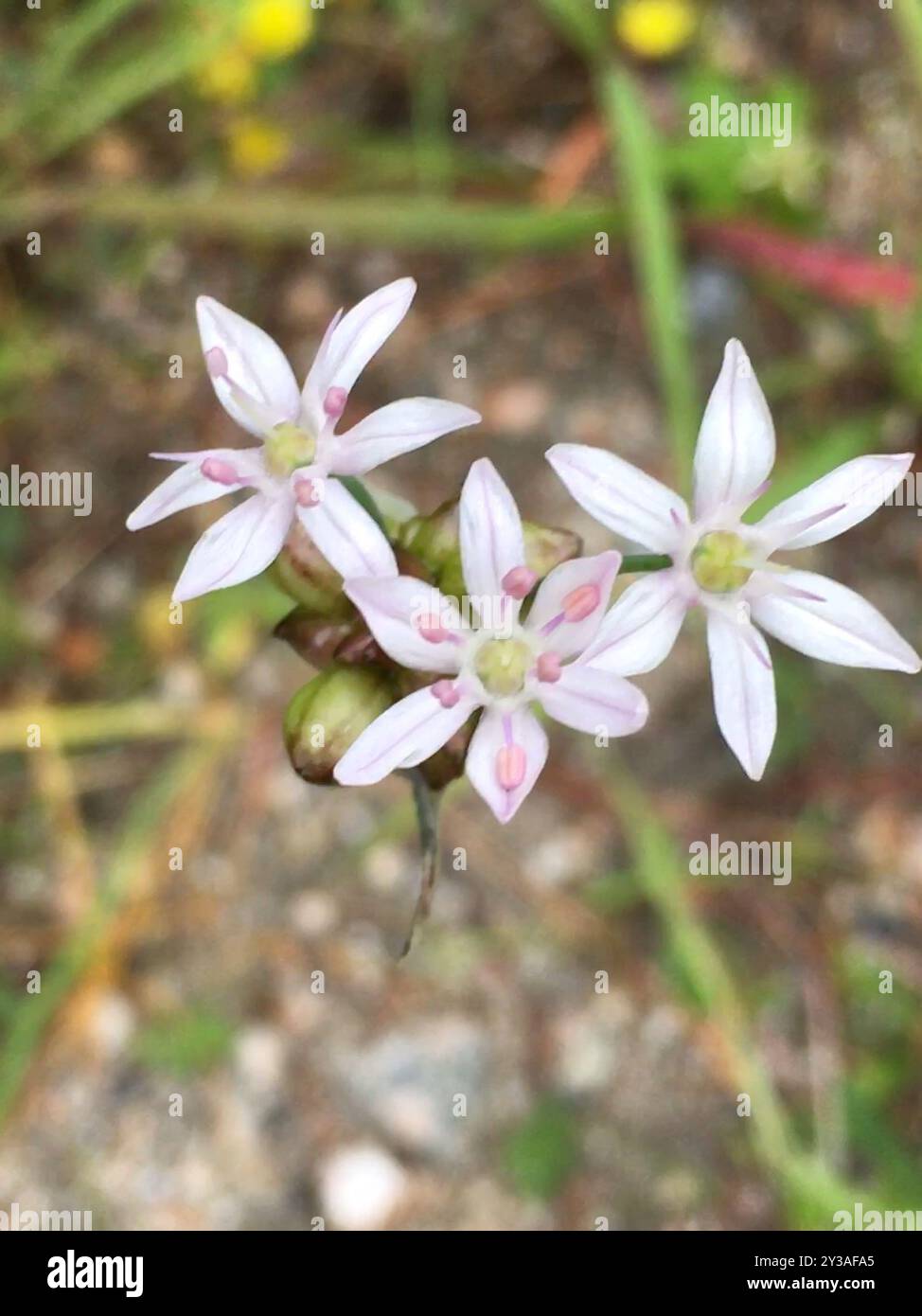 Canadian Meadow garlic (Allium canadense) Plantae Stock Photo - Alamy