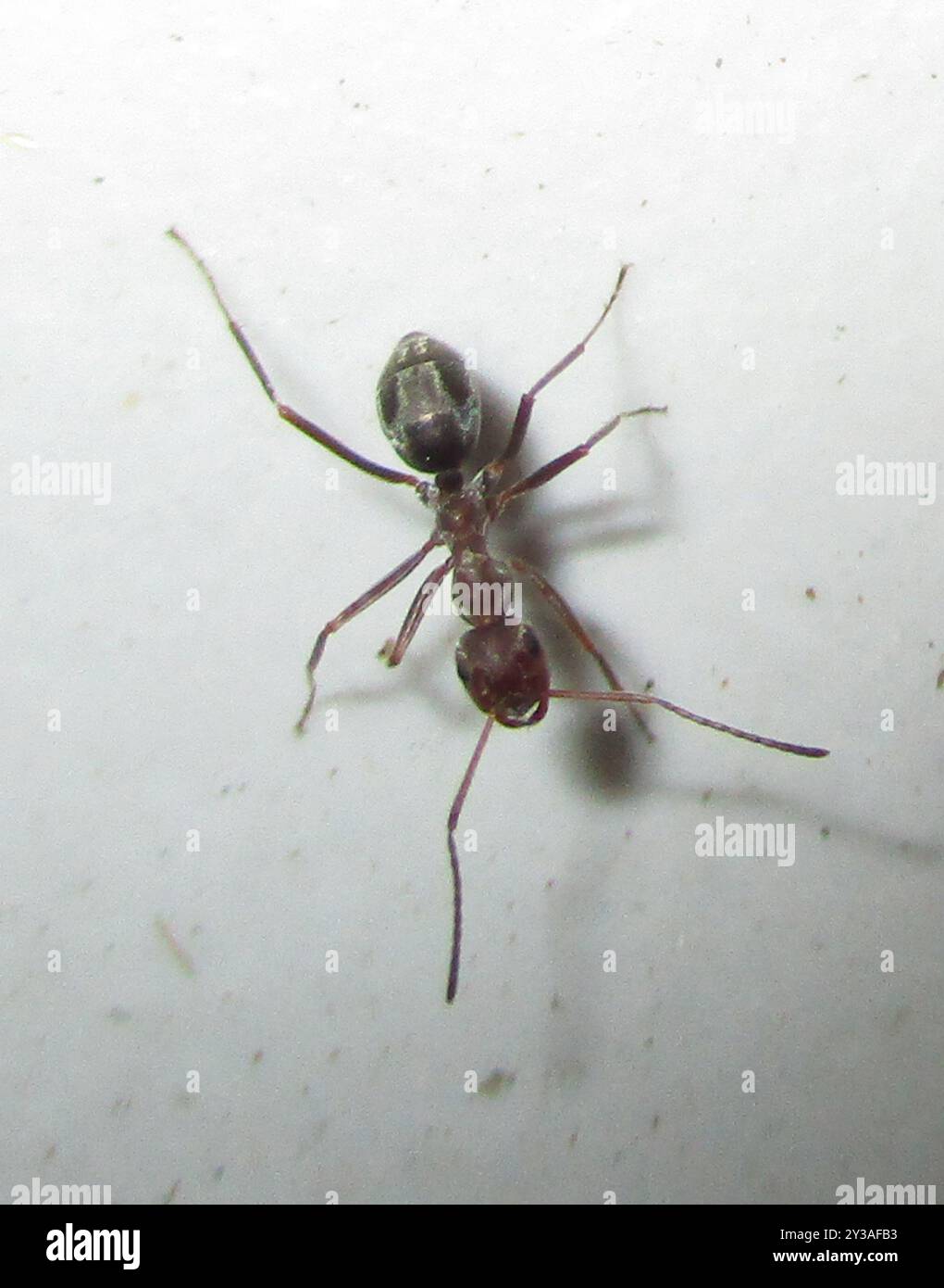 Large Pugnacious Ant (Anoplolepis custodiens) Insecta Stock Photo - Alamy