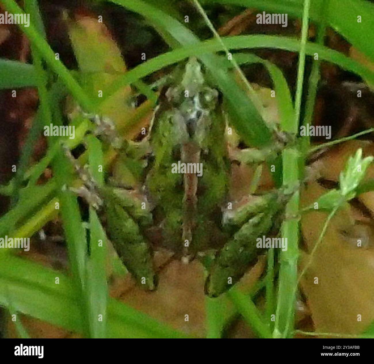 Southern Cricket Frog (Acris gryllus) Amphibia Stock Photo - Alamy