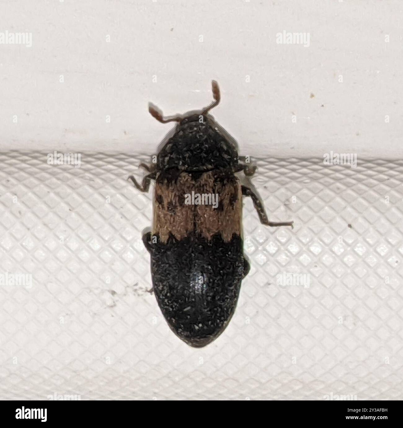 Larder Beetle (Dermestes lardarius) Insecta Stock Photo - Alamy