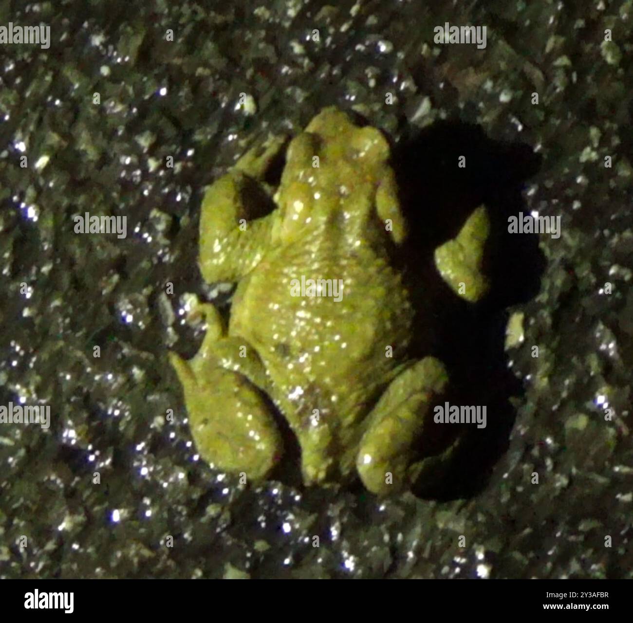 Spiny Toad (Bufo spinosus) Amphibia Stock Photo - Alamy