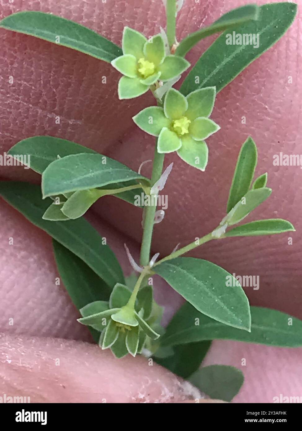 Smartweed Leafflower (Phyllanthus polygonoides) Plantae Stock Photo - Alamy