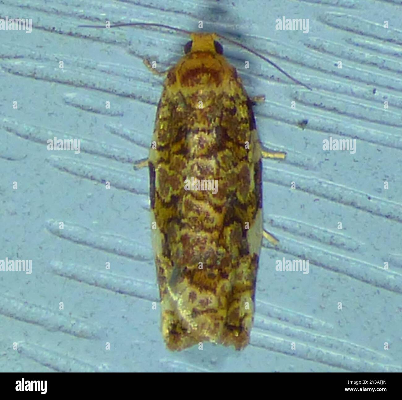 Fruit-tree Leafroller Moth (Archips argyrospila) Insecta Stock Photo ...