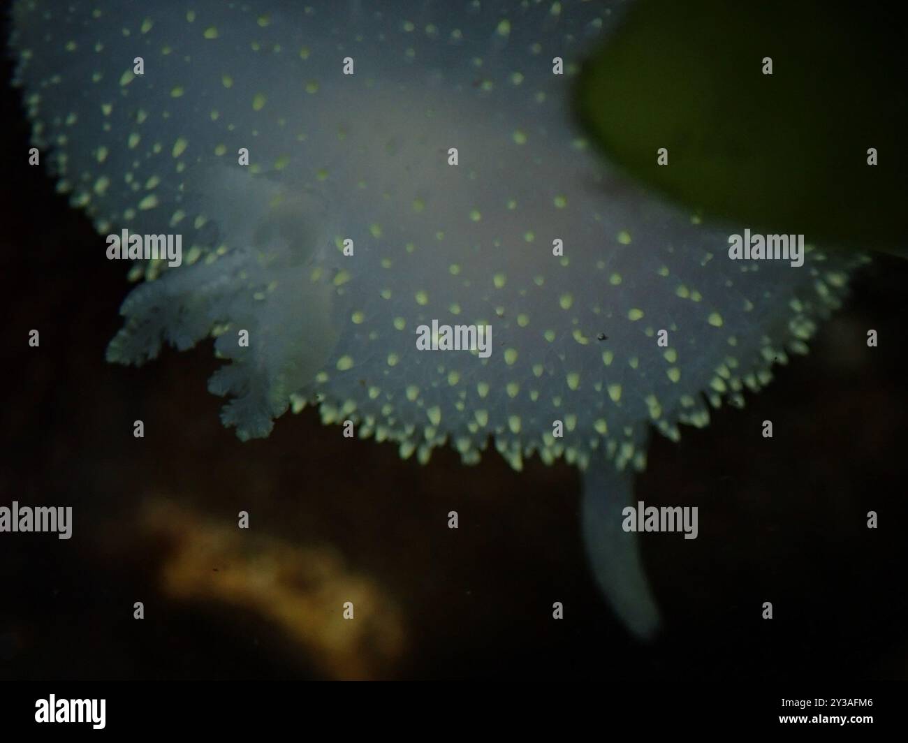 Hudson's Horned Dorid (Acanthodoris hudsoni) Mollusca Stock Photo - Alamy