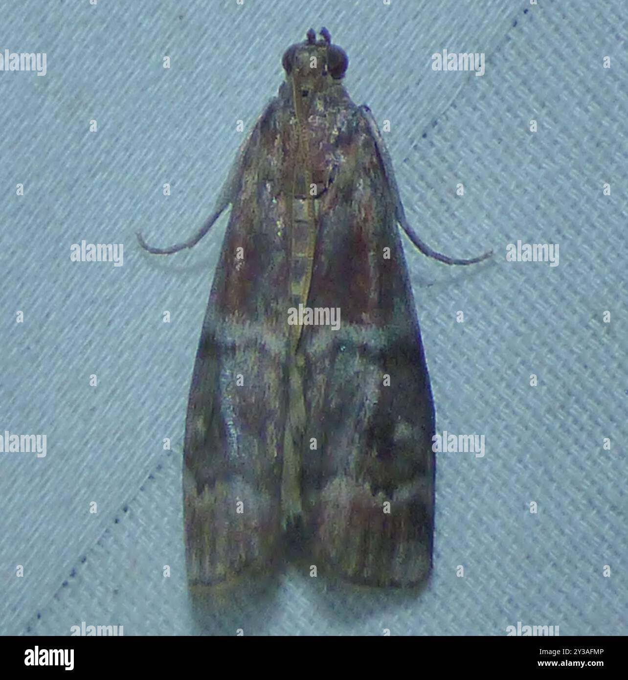 Root Collar Borer Moth (Euzophera ostricolorella) Insecta Stock Photo ...