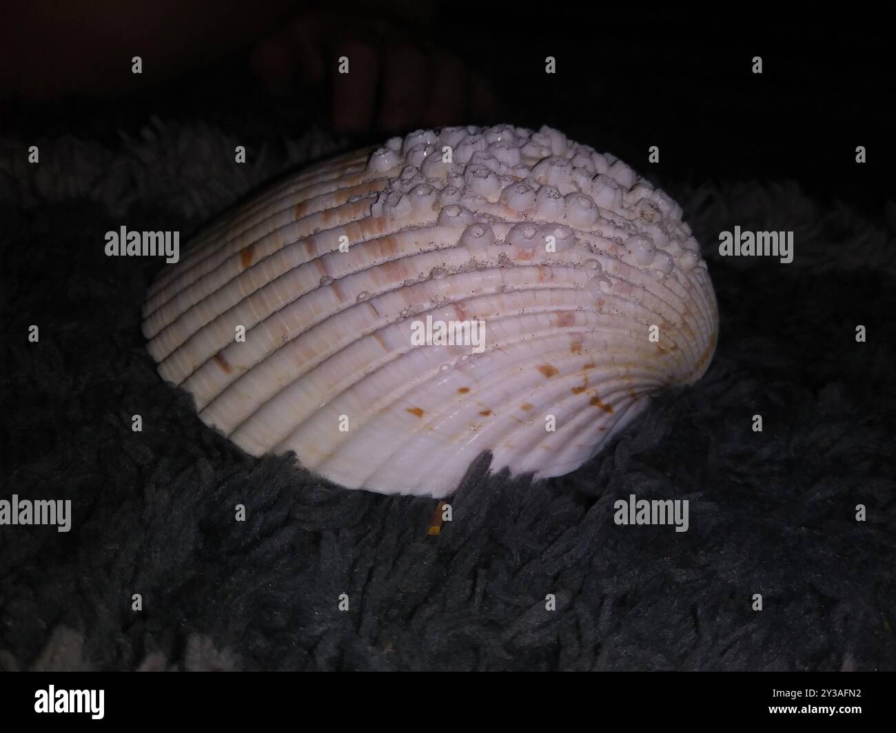 Giant Atlantic Cockle (Dinocardium robustum) Mollusca Stock Photo - Alamy
