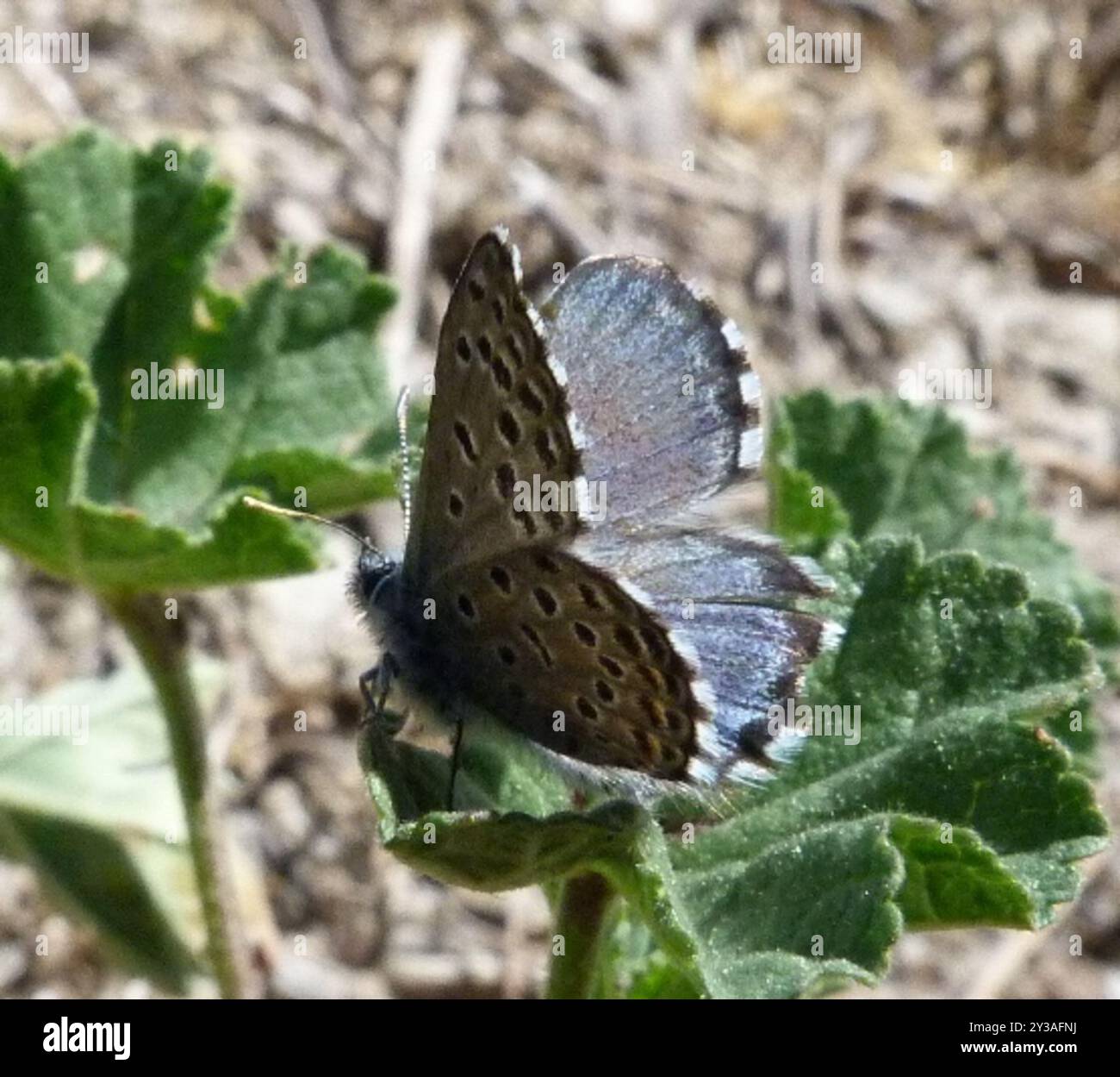 Panoptes Blue (Pseudophilotes panoptes) Insecta Stock Photo - Alamy