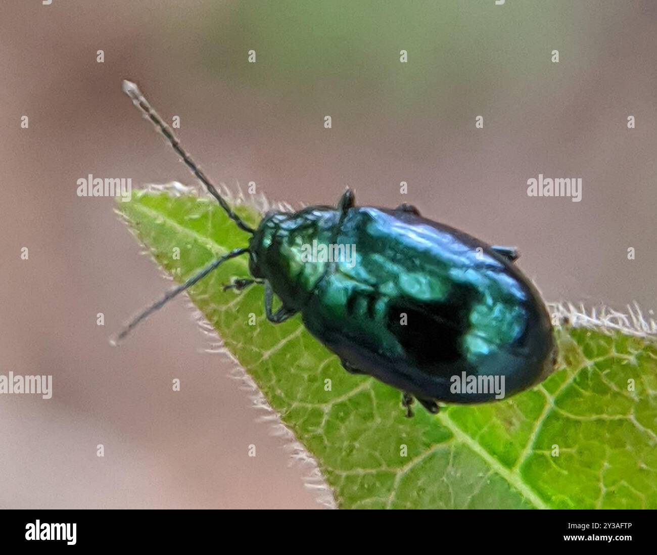 Metallic Flea Beetles (Altica) Insecta Stock Photo - Alamy