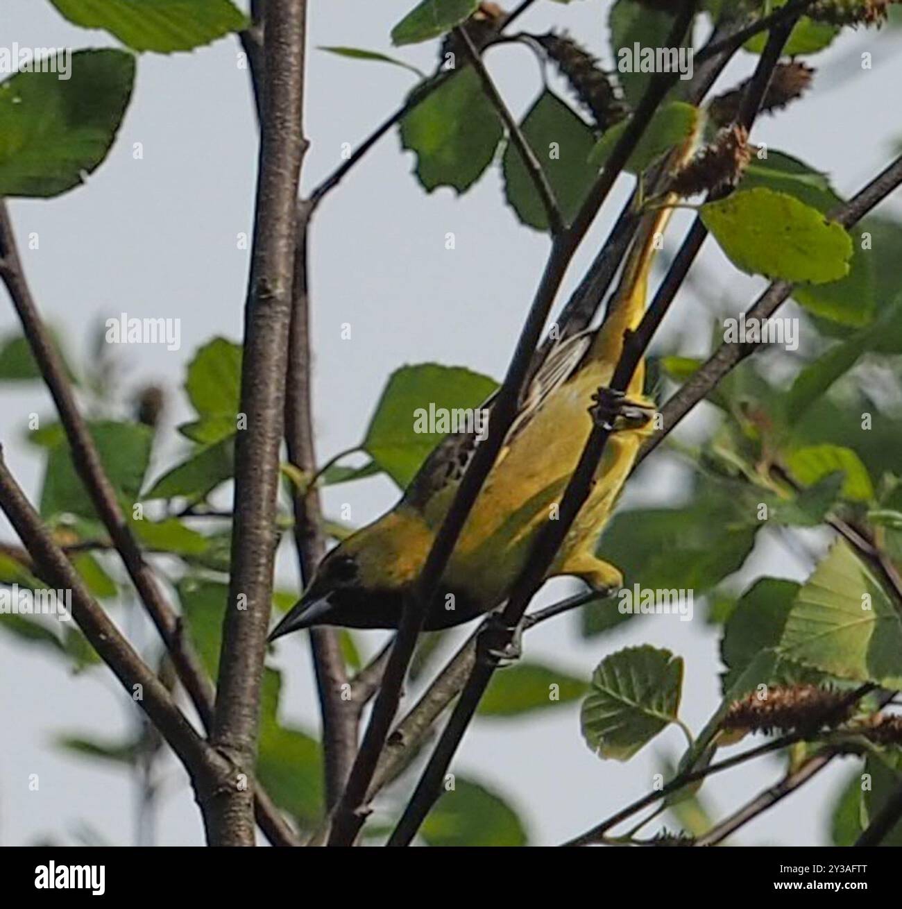 Orchard Oriole (Icterus spurius) Aves Stock Photo - Alamy