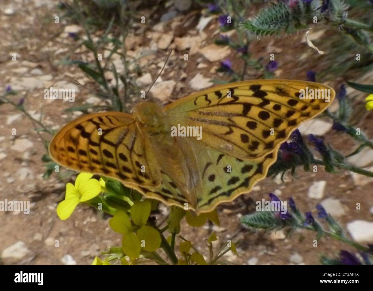 Cardinal Butterfly (Argynnis pandora) Insecta Stock Photo - Alamy