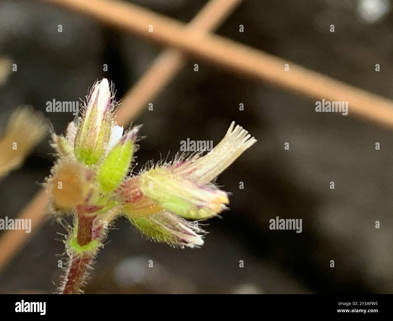 Sticky mouse-ear chickweed (Cerastium glomeratum) Plantae Stock Photo ...